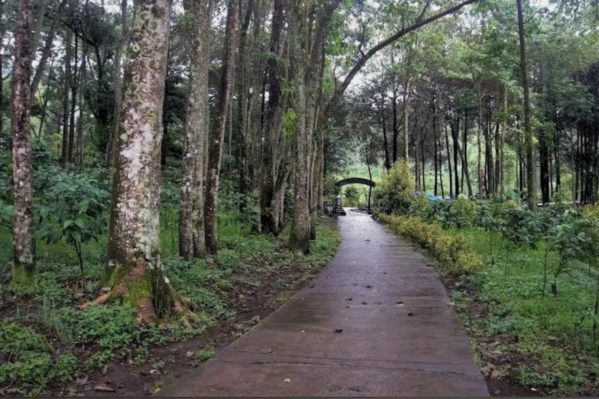 Jalur Pendakian Gunung Arjuno via Purwosari: Menyuguhkan Keindahan Alam ...
